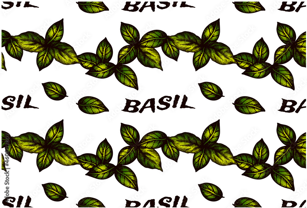 Sketch hand drawn pattern of green basil leaves isolated on white ...