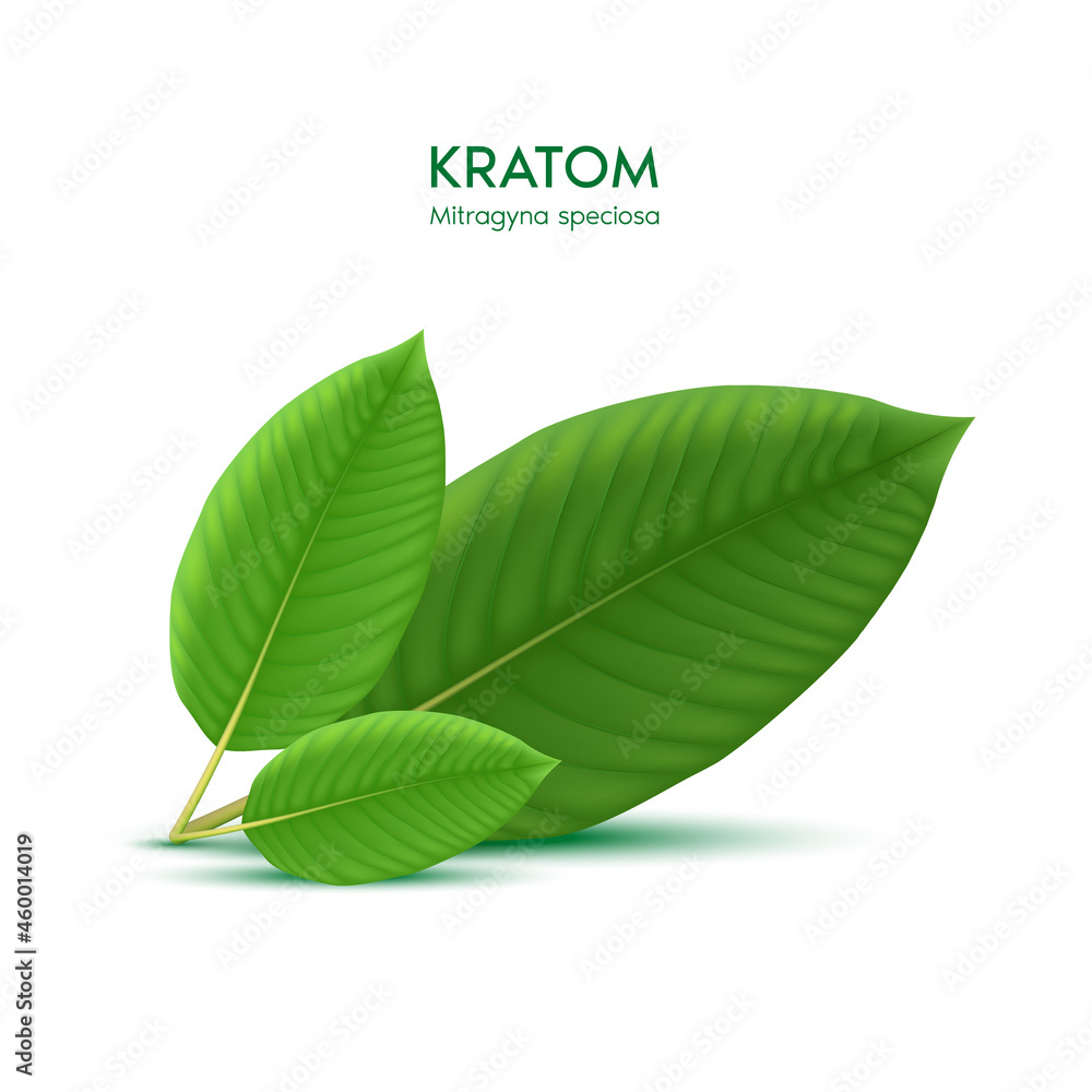 Vecteur Stock Fresh green Kratom leaf (Mitragyna speciosa) Plant herbal ...