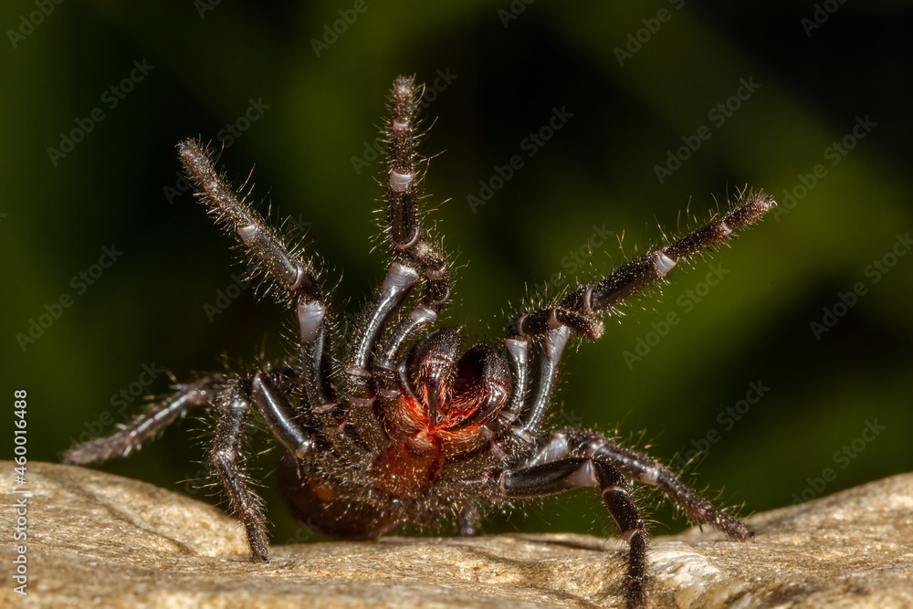Australian Sydney Funnel Web Spider Stock Photo | Adobe Stock