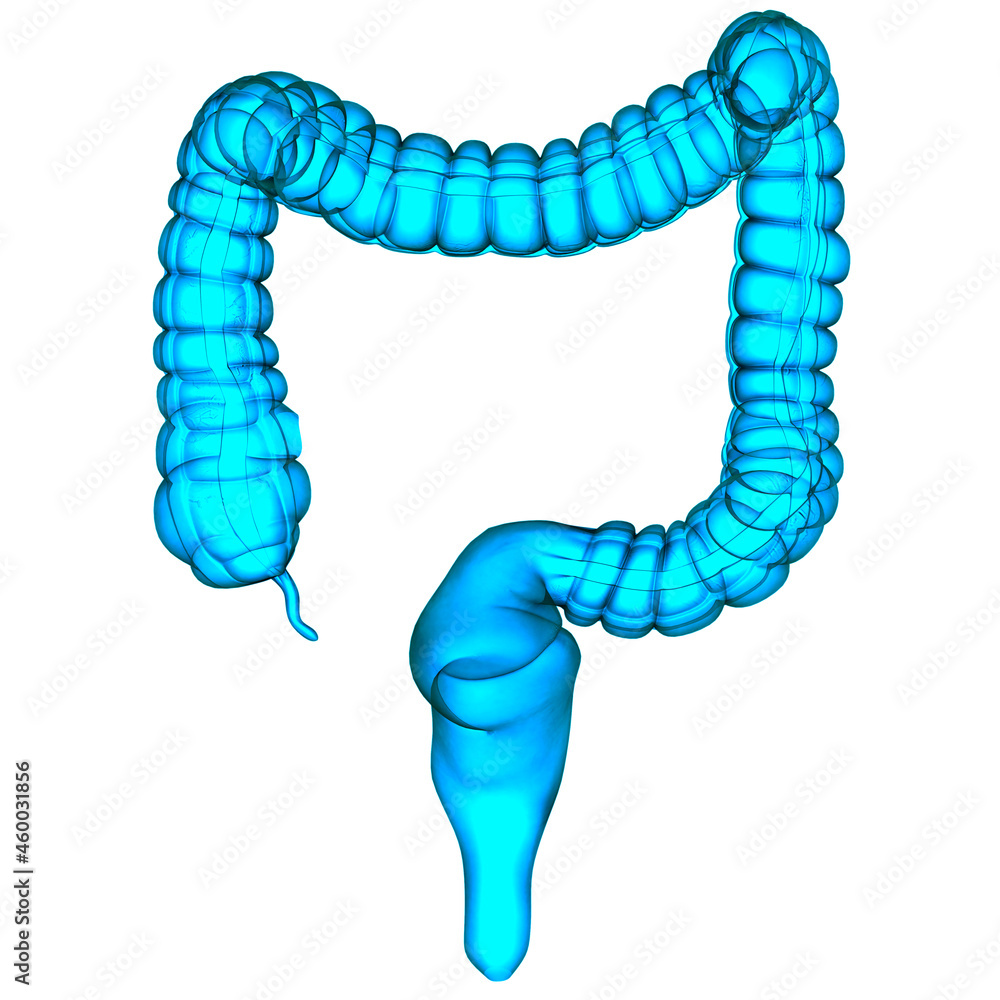 Human Digestive System Large Intestine Anatomy Stock Illustration ...