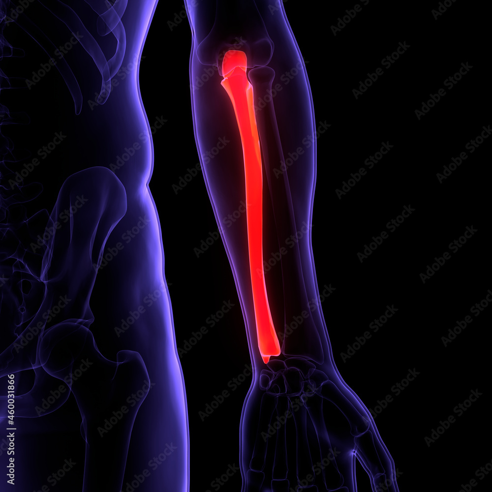 Human Skeleton System Ulna Bone Joints Anatomy Stock Illustration ...