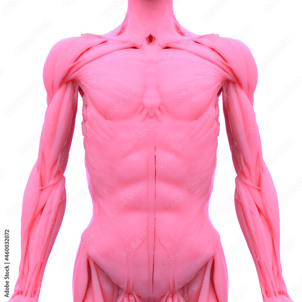 Human Muscular System Muscles Anatomy Stock Illustration | Adobe Stock
