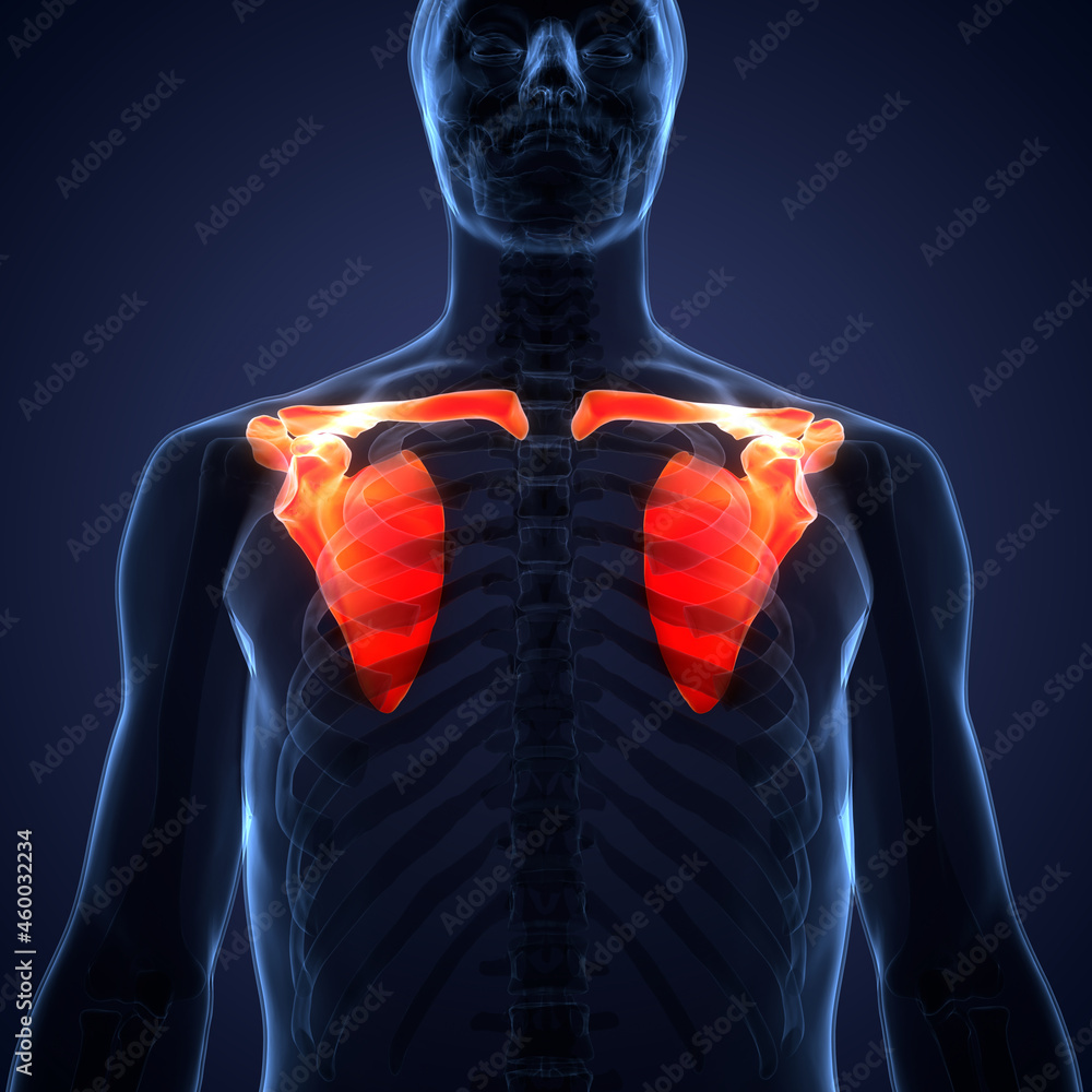 Human Skeleton System Pectoral (Shoulder) Girdle Bone Joints Anatomy ...