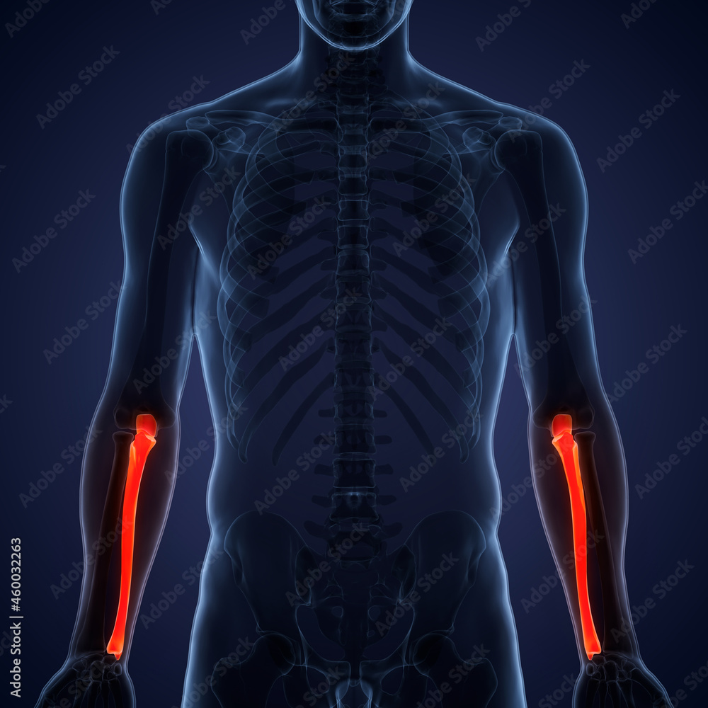 Human Skeleton System Ulna Bone Joints Anatomy Stock Illustration ...