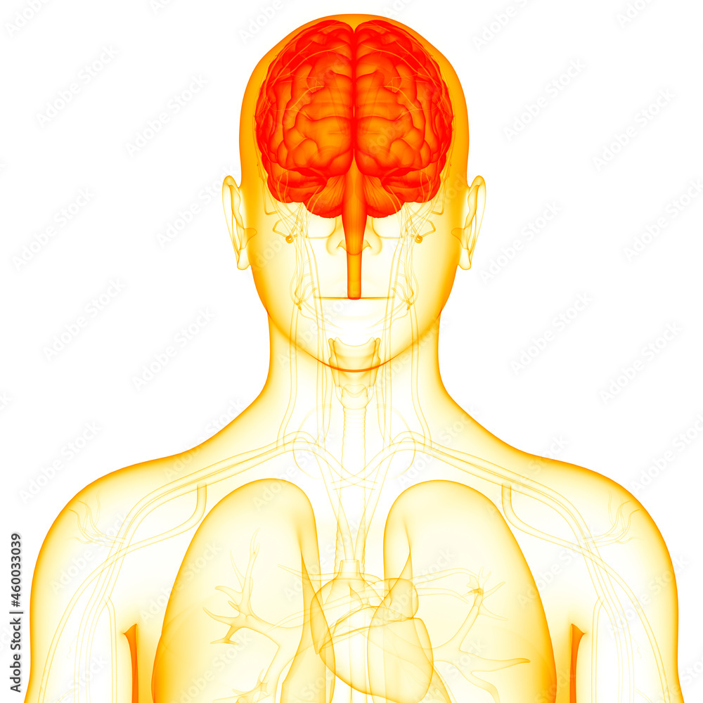Central Organ of Human Nervous System Brain Anatomy Stock Illustration ...