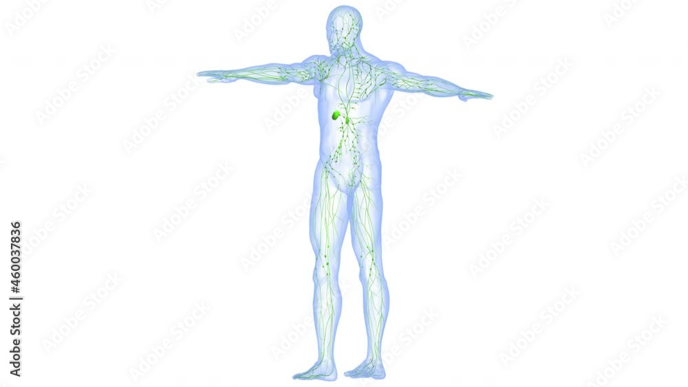 Human Internal system Lymph Nodes Anatomy Animation Concept Stock ビデオ ...