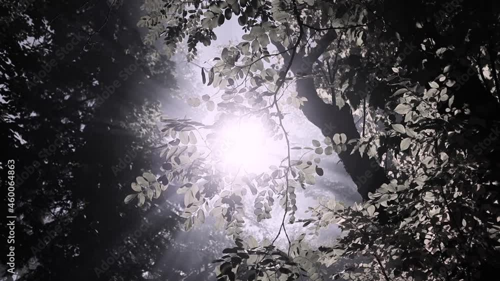 Cinematic, mystical view of sun penetrating in the middle of the trees ...