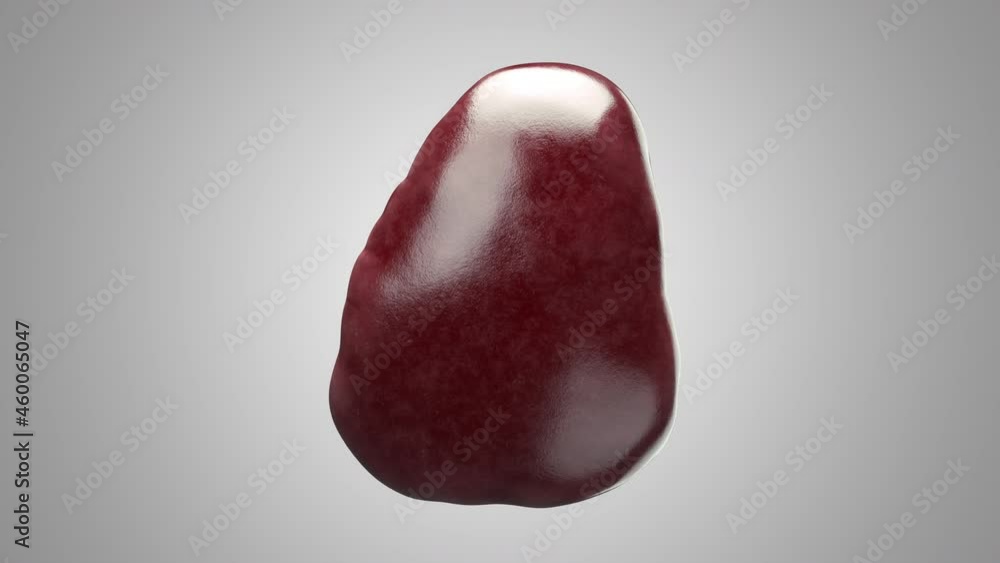 Turntable 3d animation of anatomically accurate human internal organ ...