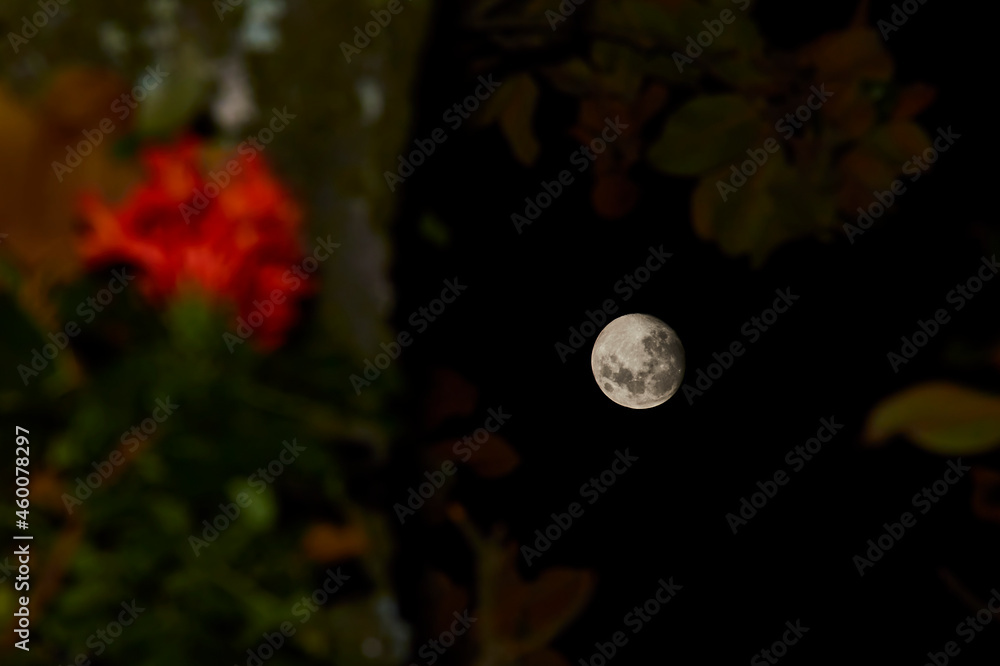 Moon in focus seen through the trunk of a magnolia with a red carnation ...