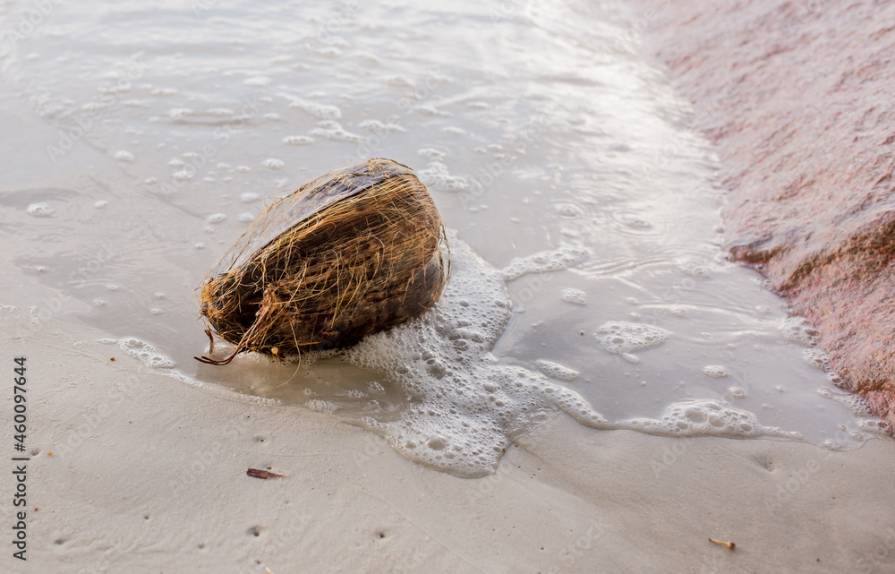 Foto de Coconuts sprout on the coco de mer beach in seychelles. Endemic ...
