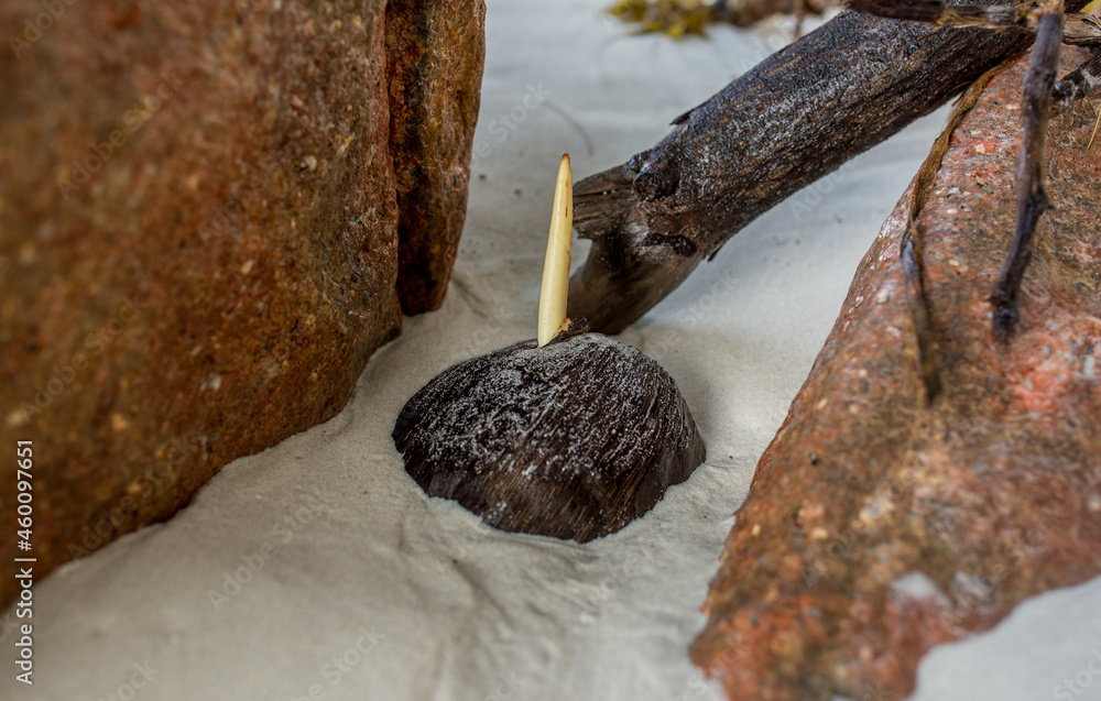 Coconuts sprout on the coco de mer beach in seychelles. Endemic to the ...