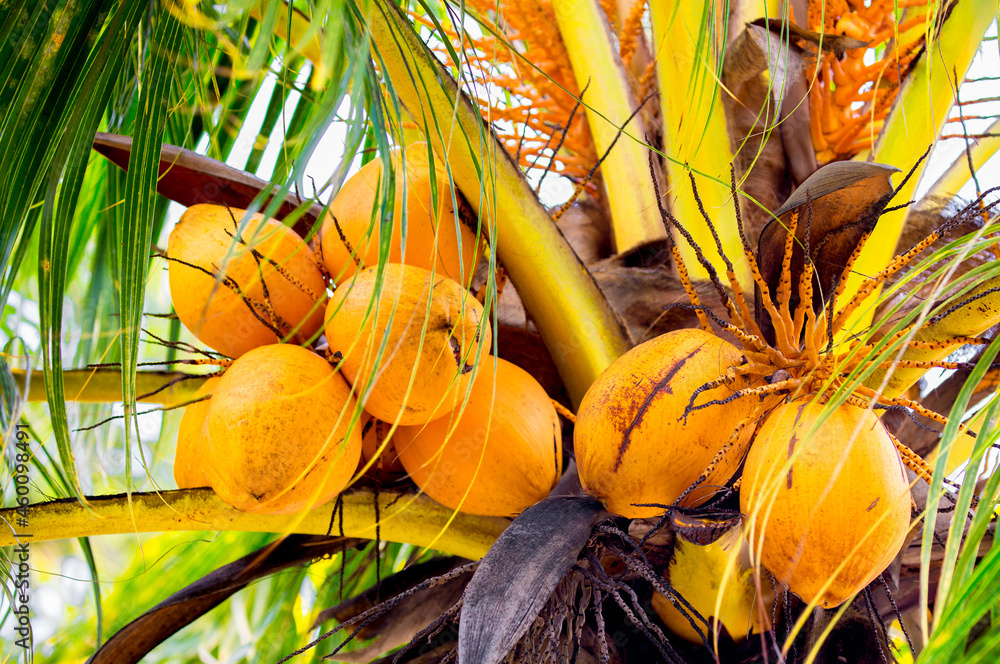 Coco de mer coconuts grow on a palm tree in the Seychelles. Endemic to ...