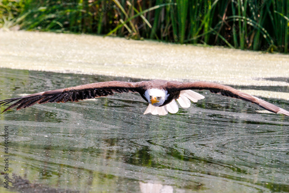 Bald eagle flying above the water surface. Stock Photo | Adobe Stock