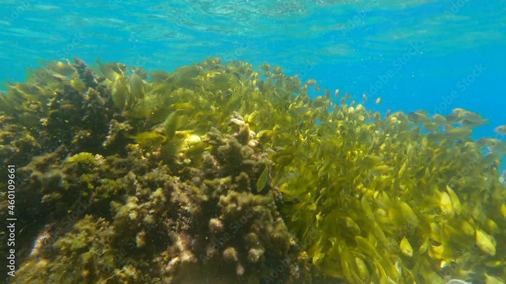 Massive school of juvenile Rabbitfish in shallow water swims over coral ...