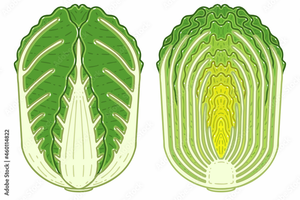 Korean Cabbage, Front side and cross section. Vector line art ...