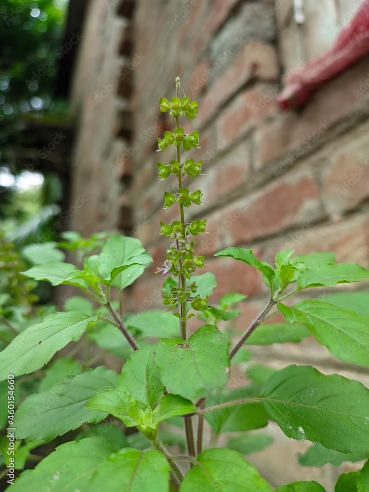 Tulsi tree photo Stock Photo | Adobe Stock