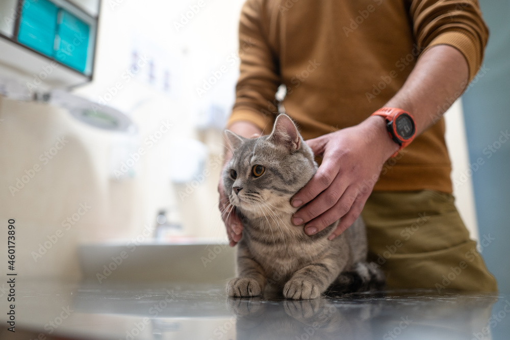 Owner of a cat in a mask on his face strokes and soothes him before ...