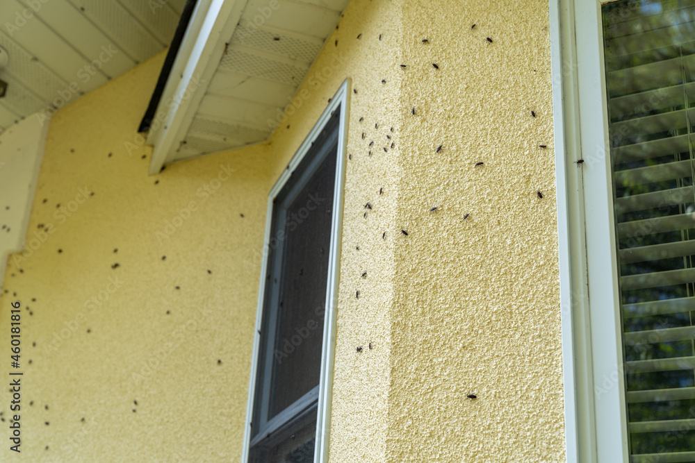 Box Elder bugs swarm and infest the siding of a house in the fall Stock ...