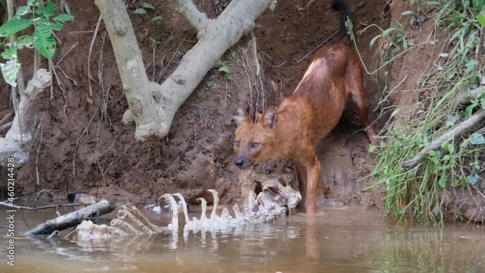 Closer footage of this wild Dog eating some meat of the skeleton of the ...