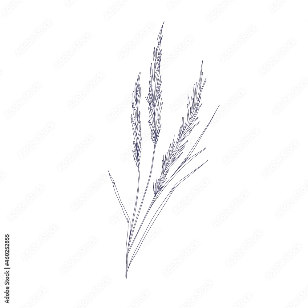 Outlined sketch of reed grass. Botanical sketchy drawing of ...