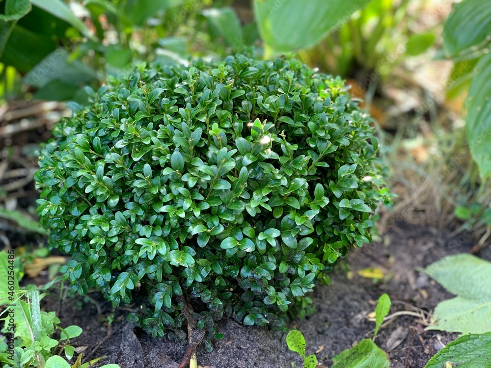 Spherical boxwood bushes close up. Lawn with plants. Boxwood, an ...