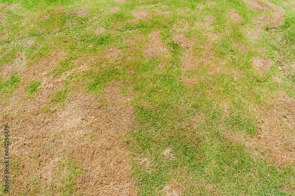 a patch is caused by the destruction of fungus Rhizoctonia Solani grass ...