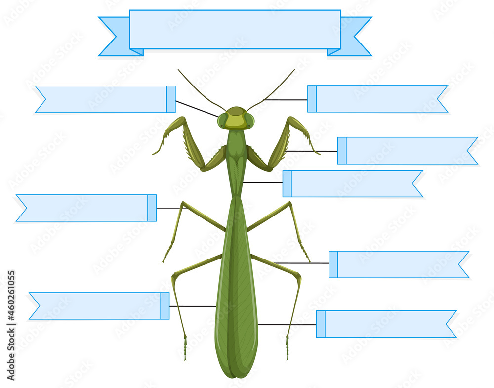 External Anatomy of a mantis worksheet Stock Vector | Adobe Stock