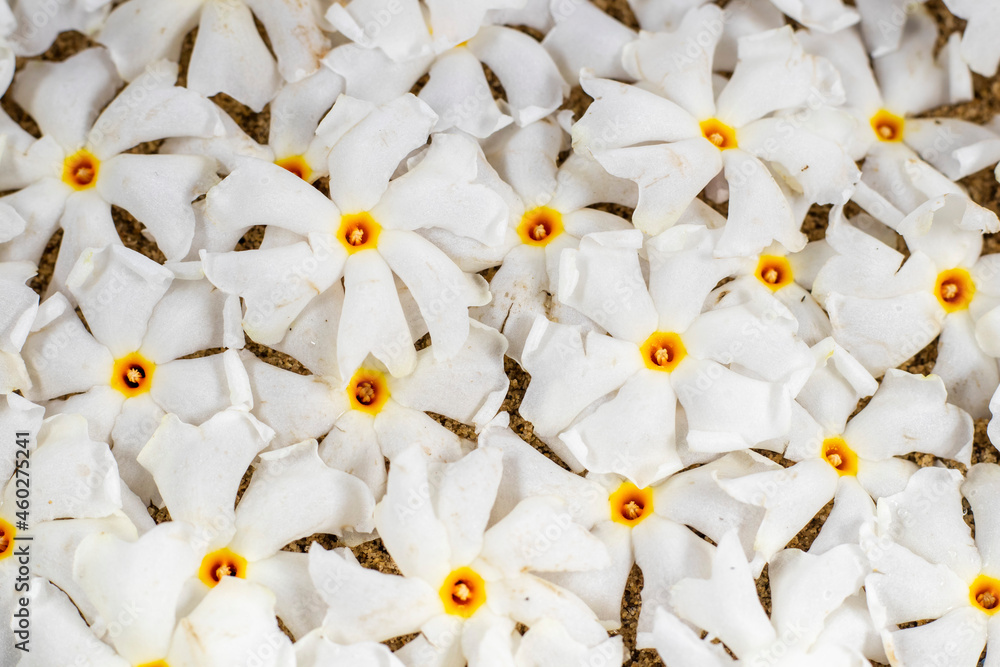 Night-flowering jasmine, Shiuli flower flowering Texture Background ...