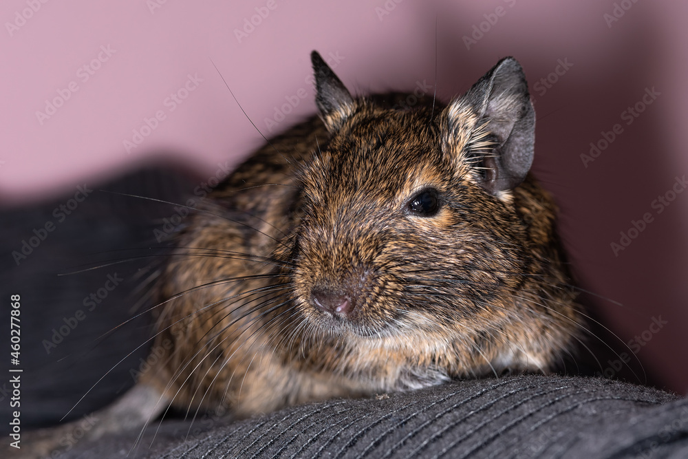 Little cute gray mouse Degu close-up. Exotic animal for domestic life ...