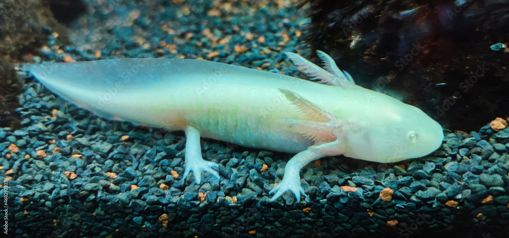The axolotl, Ambystoma mexicanum, is a paedomorphic salamander ...
