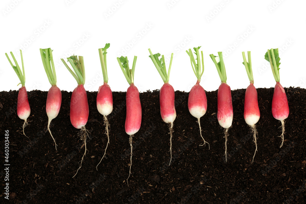 Radish vegetables with roots health food growing in earth concept on ...