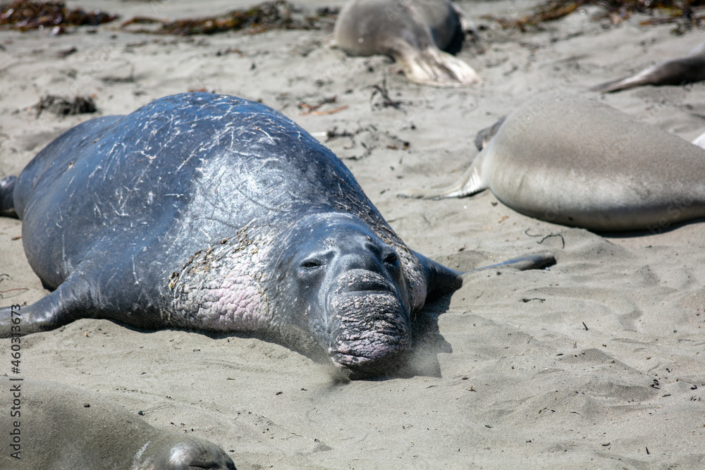 A large Bull Sea Elephant on a Sandy Beach Hauling Out at the San ...