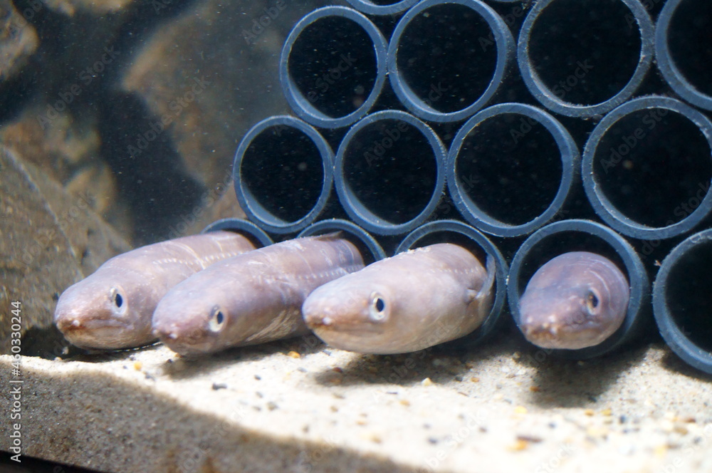 Poster home of the conger eel – Wall Art | UkPosters