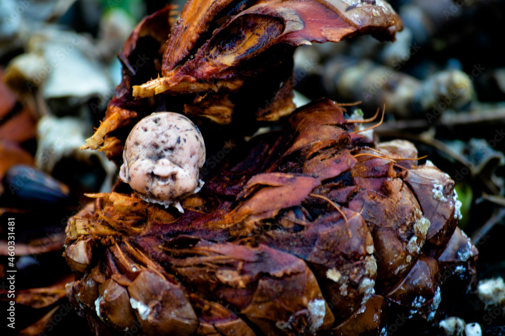 cabeza cortada terrorífica vieja y sucia de un muñeco pequeño encima de ...