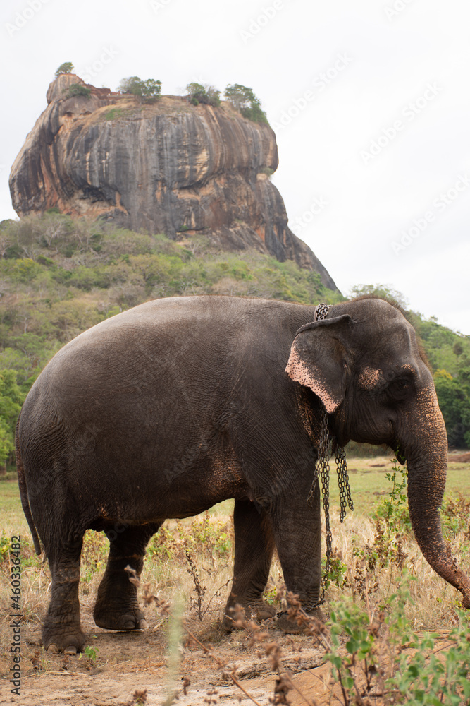 Sigiriya or Sinhagiri is an ancient rock fortress located in the ...
