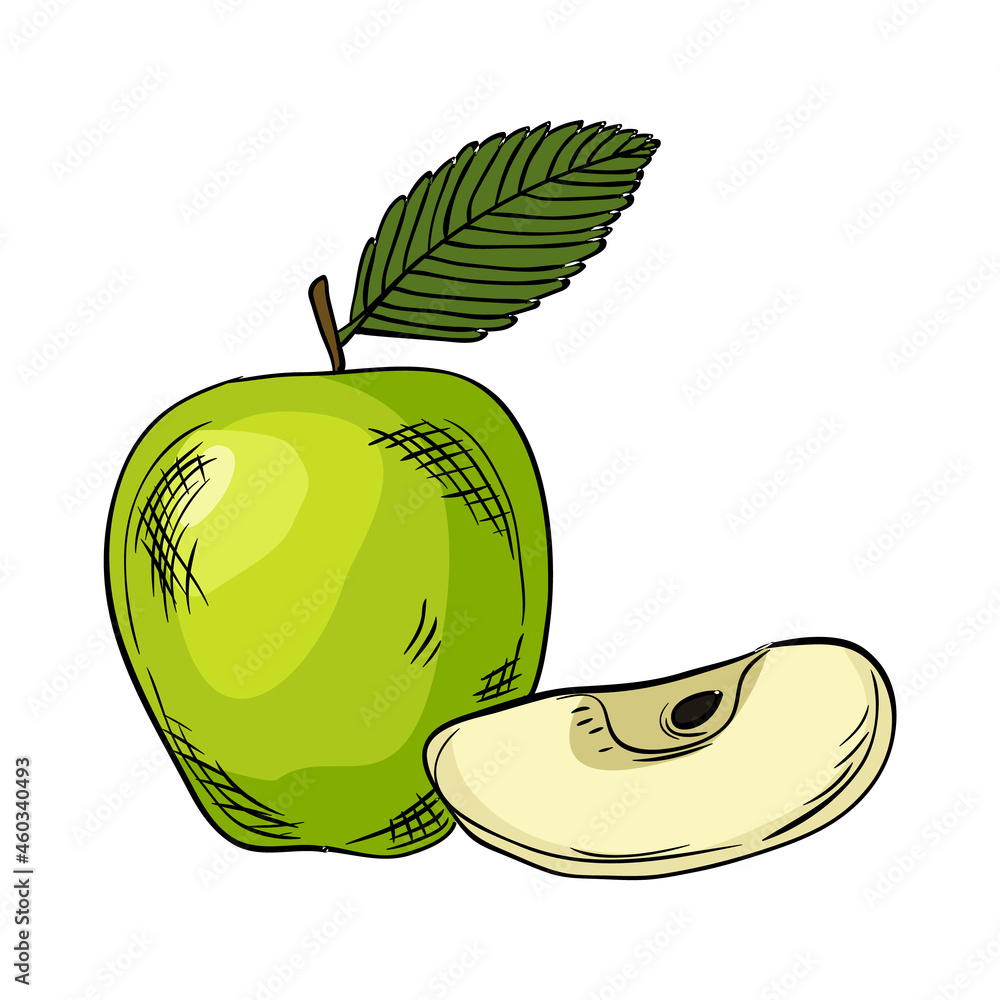Watercolor eco frut. Line painted green apple. Colored line sketch of ...