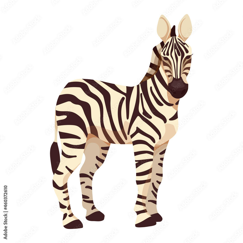 Grevy's zebra, animal of the African savannah. Cartoon vector graphics ...