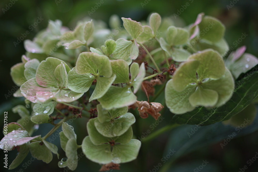 Extreme macro of bigleaf hydrangea, French hydrangea or hortensia ...