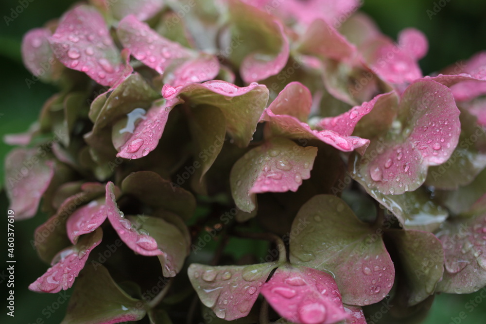 Extreme macro of bigleaf hydrangea, French hydrangea or hortensia ...