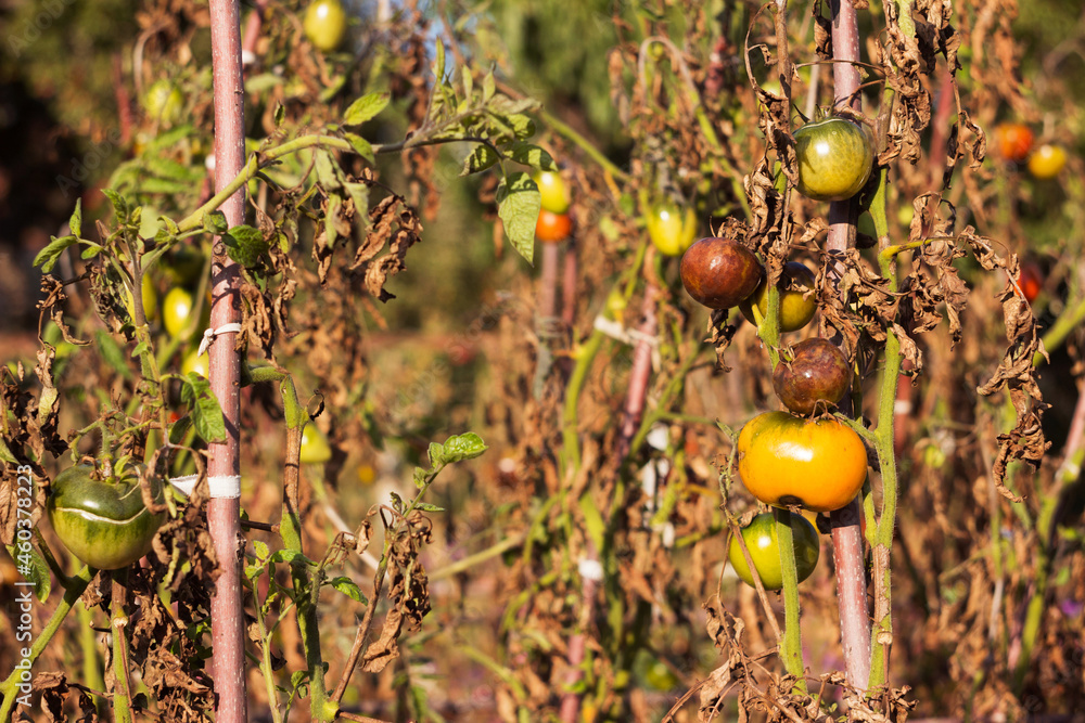 Sick tomatoes with blackened and dry leaves. Damaged vegetables ...