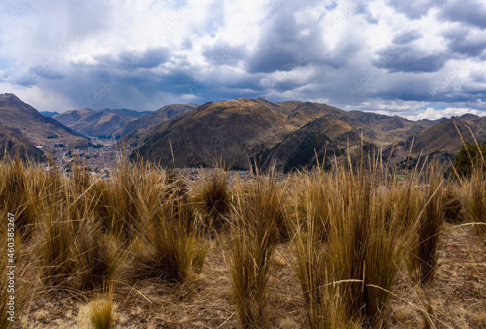 The ichu, paja brava or straw ichu is a grass of the South American ...