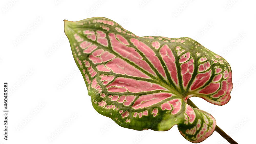Caladium,elephant ear isolated on white background with clipping path ...