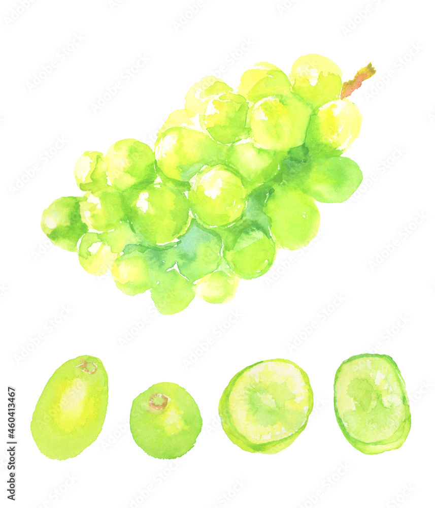 水彩で描いたシャインマスカットのイラスト Stock Illustration Adobe Stock
