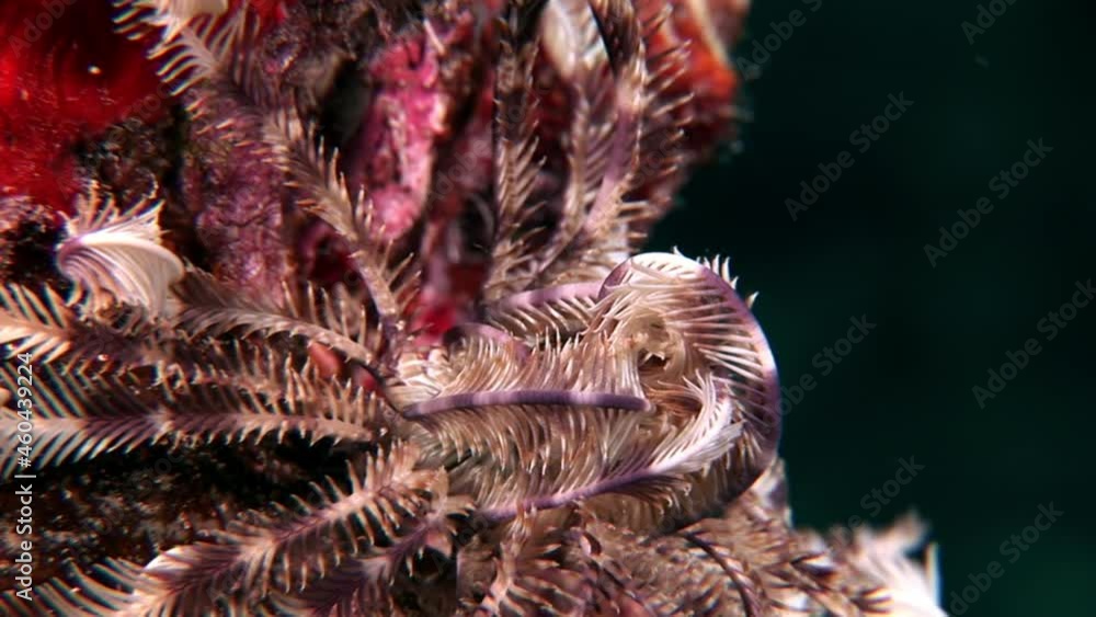 Sea lily on background red corals underwater in Red Seas. Swimming in ...