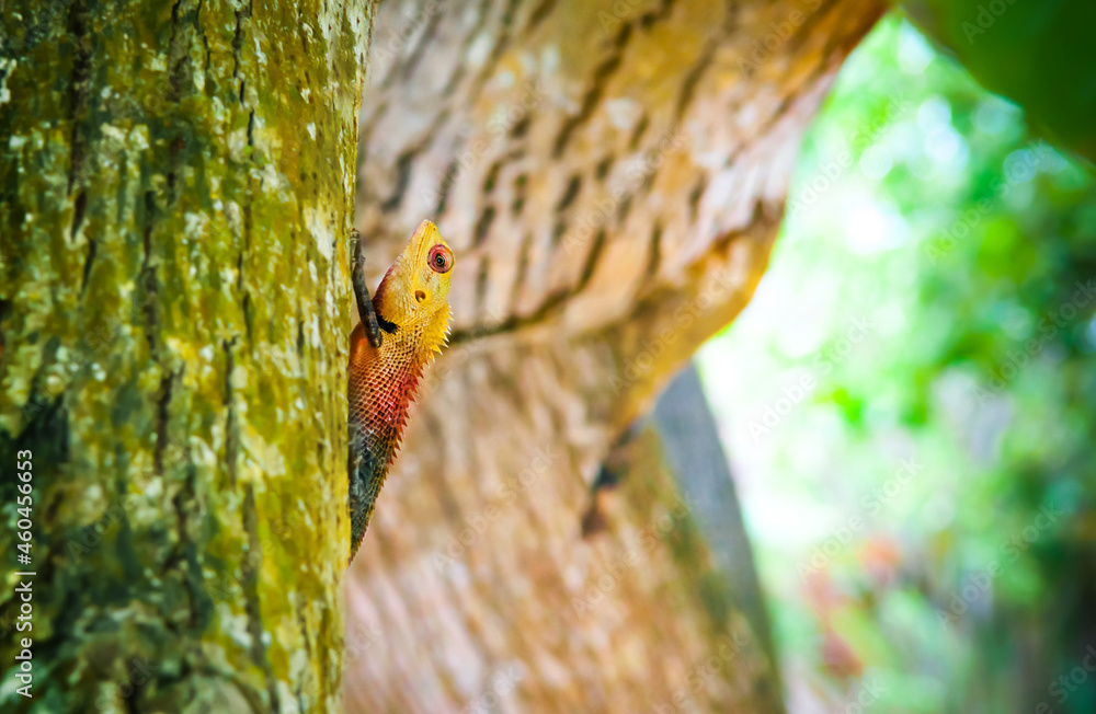 Tropical Bright Multicolored Lizard Gecko sits on Indonesia's Tropical ...
