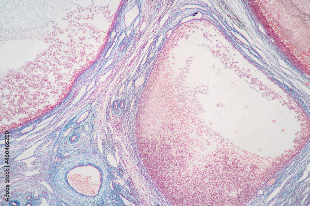 Anatomy and Histological Ovary and Testis human cells under microscope ...