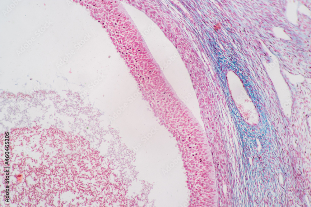 Anatomy and Histological Ovary and Testis human cells under microscope ...