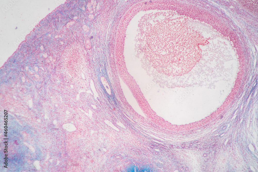 Anatomy and Histological Ovary and Testis human cells under microscope ...