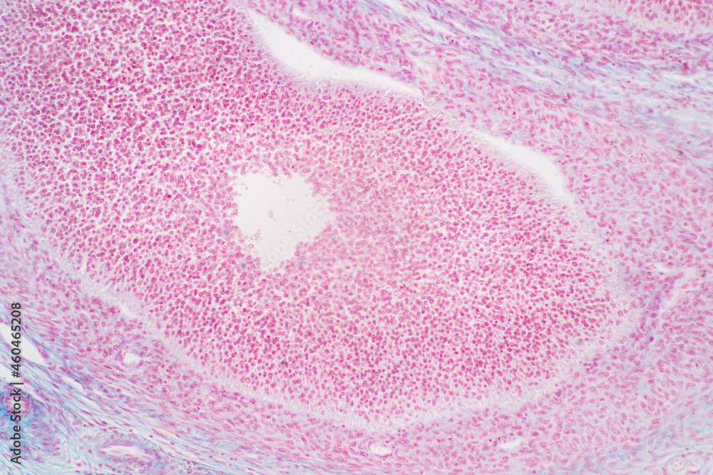 Anatomy and Histological Ovary and Testis human cells under microscope ...