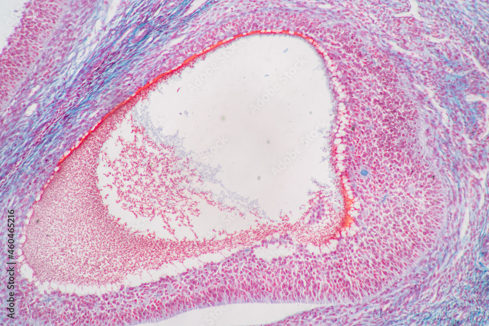 Anatomy and Histological Ovary and Testis human cells under microscope ...
